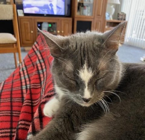 Cleo | Englewood Animal Rescue Sanctuary