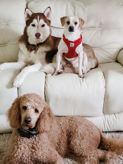 Englewood Animal Rescue Sanctuary