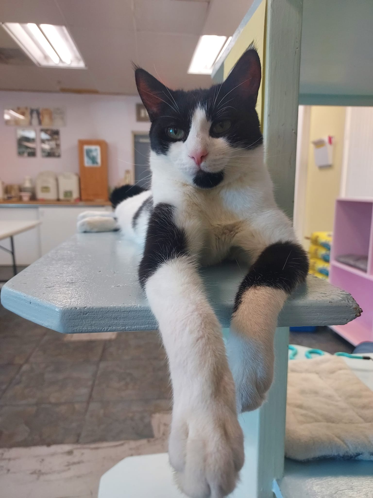 Caterina - Englewood Animal Rescue Sanctuary