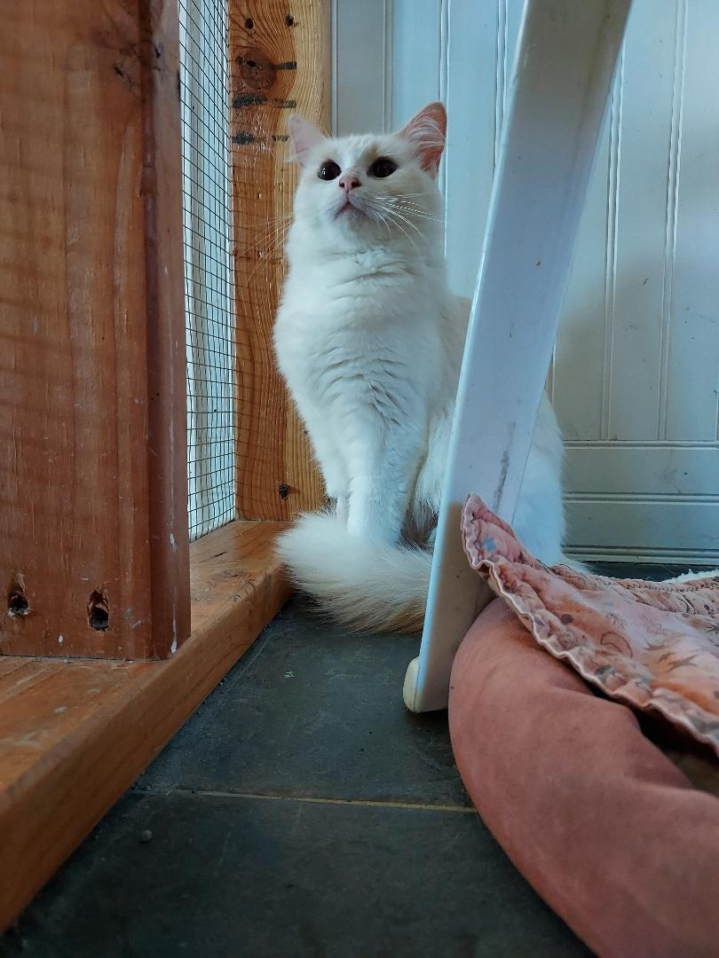 Home - Englewood Animal Rescue Sanctuary